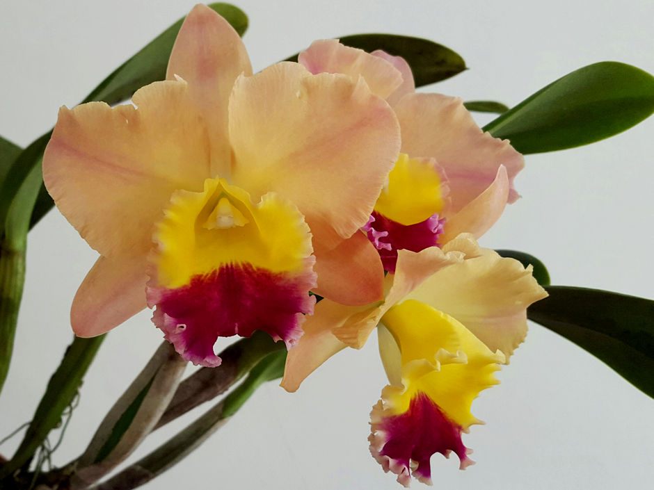 Galería – Orquidario Oro Verde